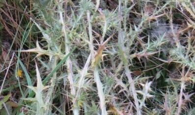 The Cruel Sticker Bush – HappygoMisty